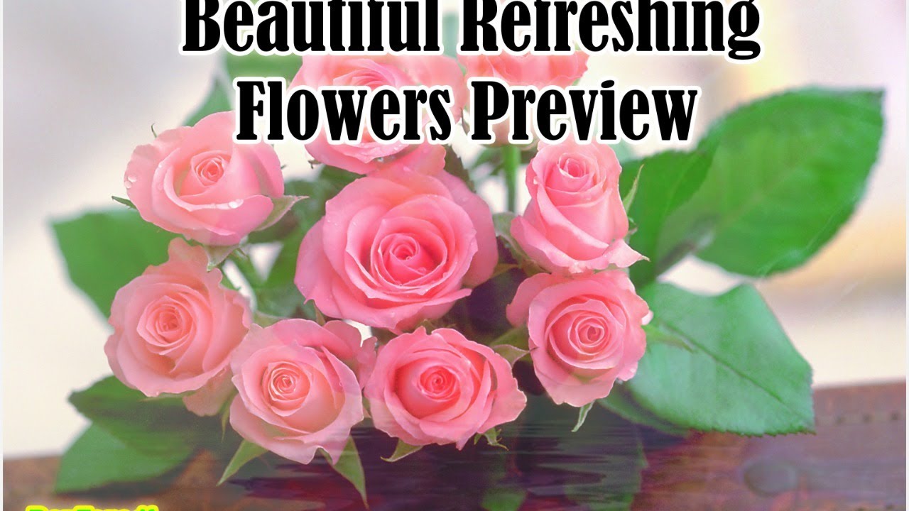 Beautiful Refreshing Flowers Display - YouTube