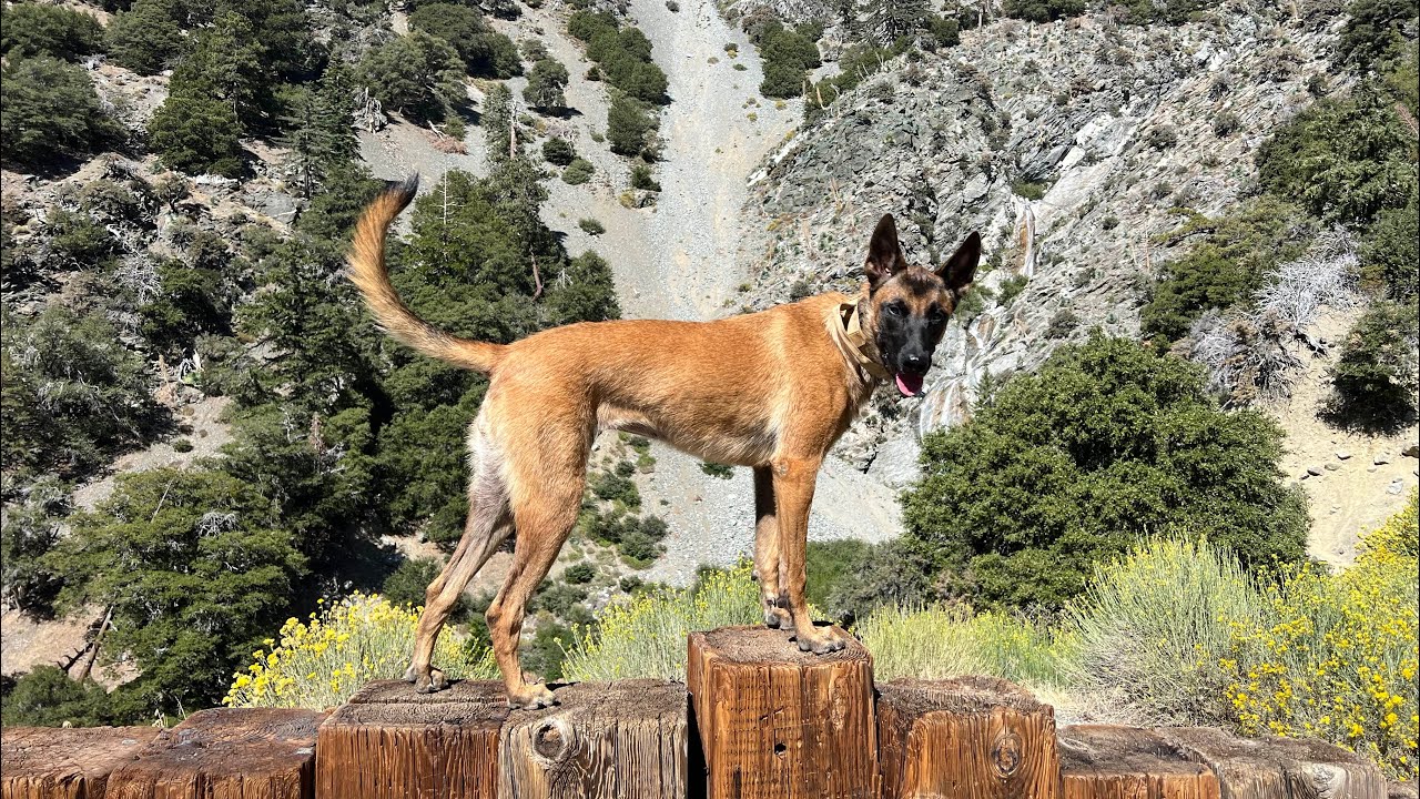 Hiking With My Belgian Malinois - YouTube