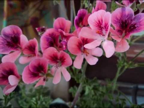 Omorfa Logia Mairi Vasou. /GAMZE - YouTube