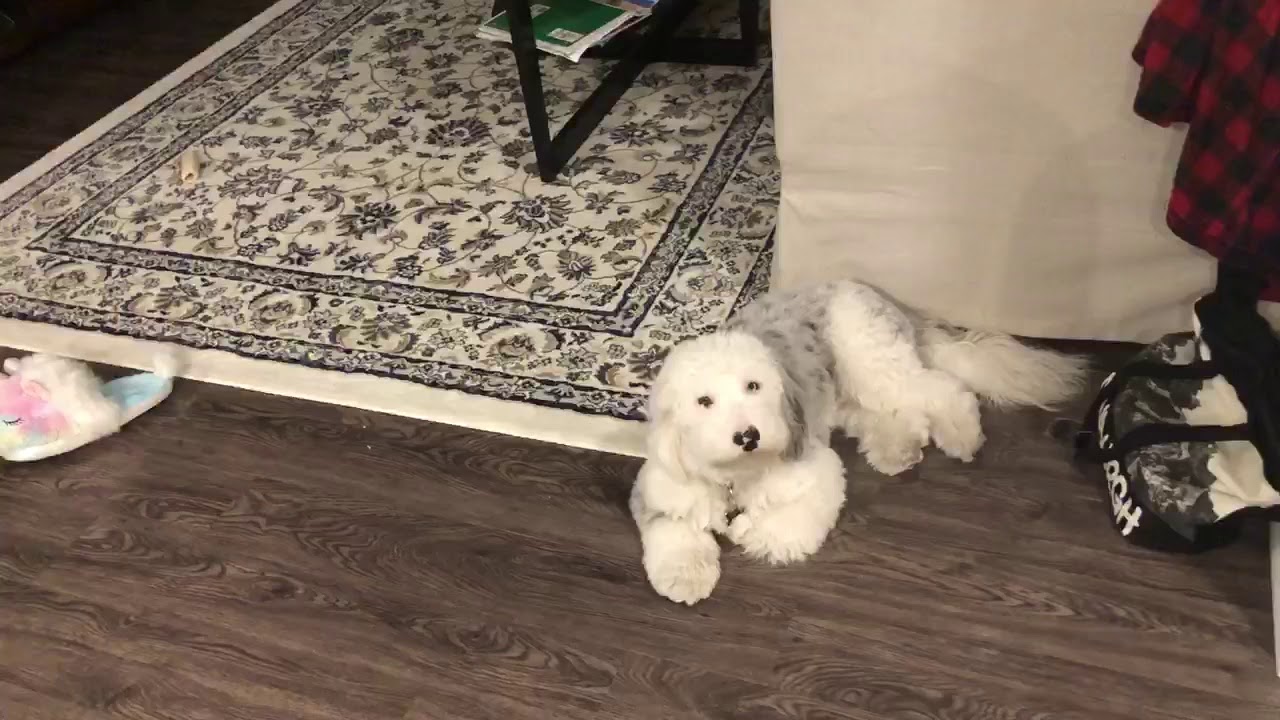 Who did this? Funny sheepadoodle - YouTube