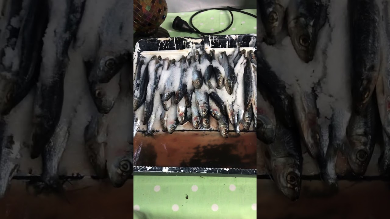 How to salt pilchards - YouTube