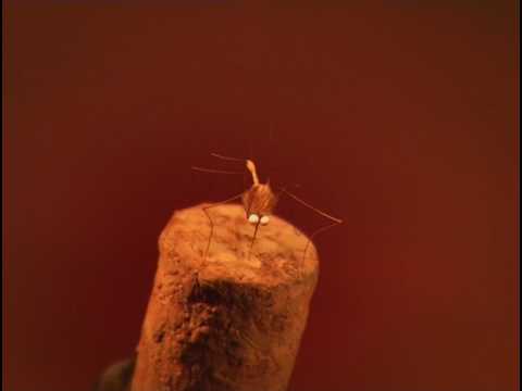 Minuscule.S01E47 Come christmas - YouTube