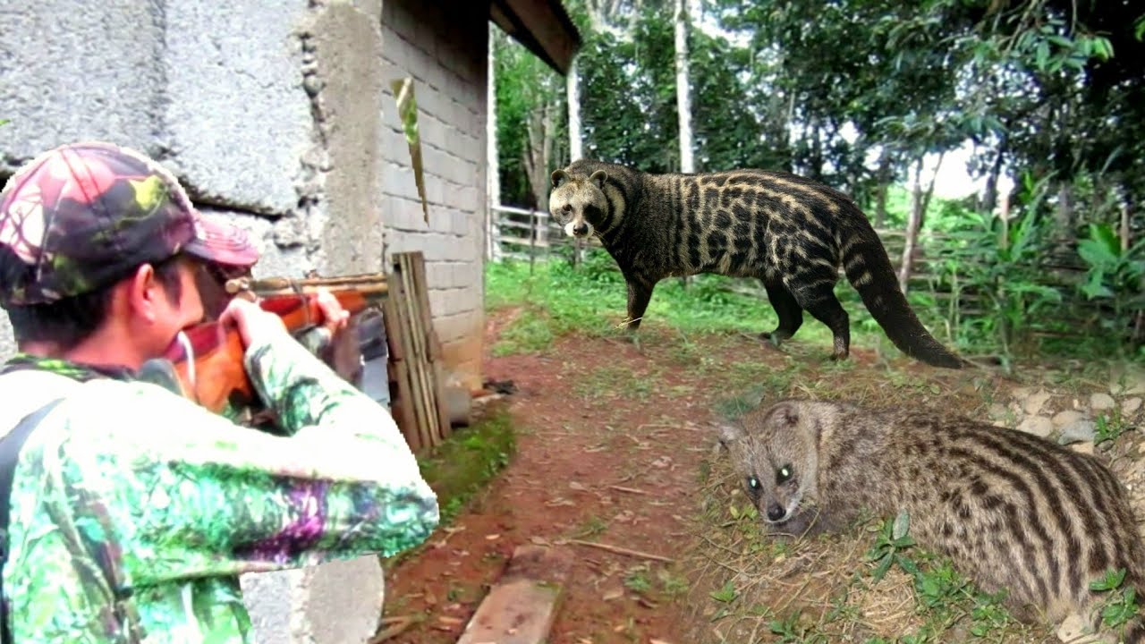BERBURU‼️2 EKOR MUSANG MONSTER PEMAKAN AYAM WARGA #BERBURU MUSANG - YouTube