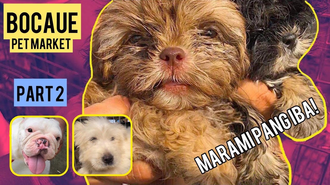 Bocaue Pet Market | Part 2 | Sept. 09, 2022 | Bocaue, Bulacan - YouTube