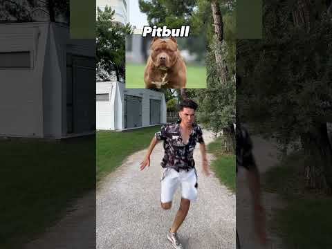 En iyisi hangisi ? 😂 🐶