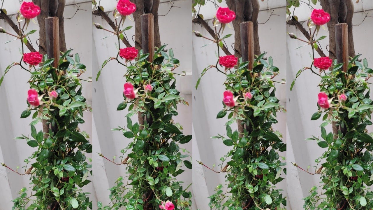 Red rose vine/ climbing rose/ how to care and get maximum blooms from climbing rose - YouTube