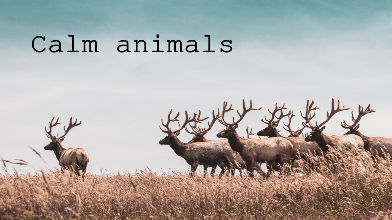 Awesome Calm Animales - YouTube