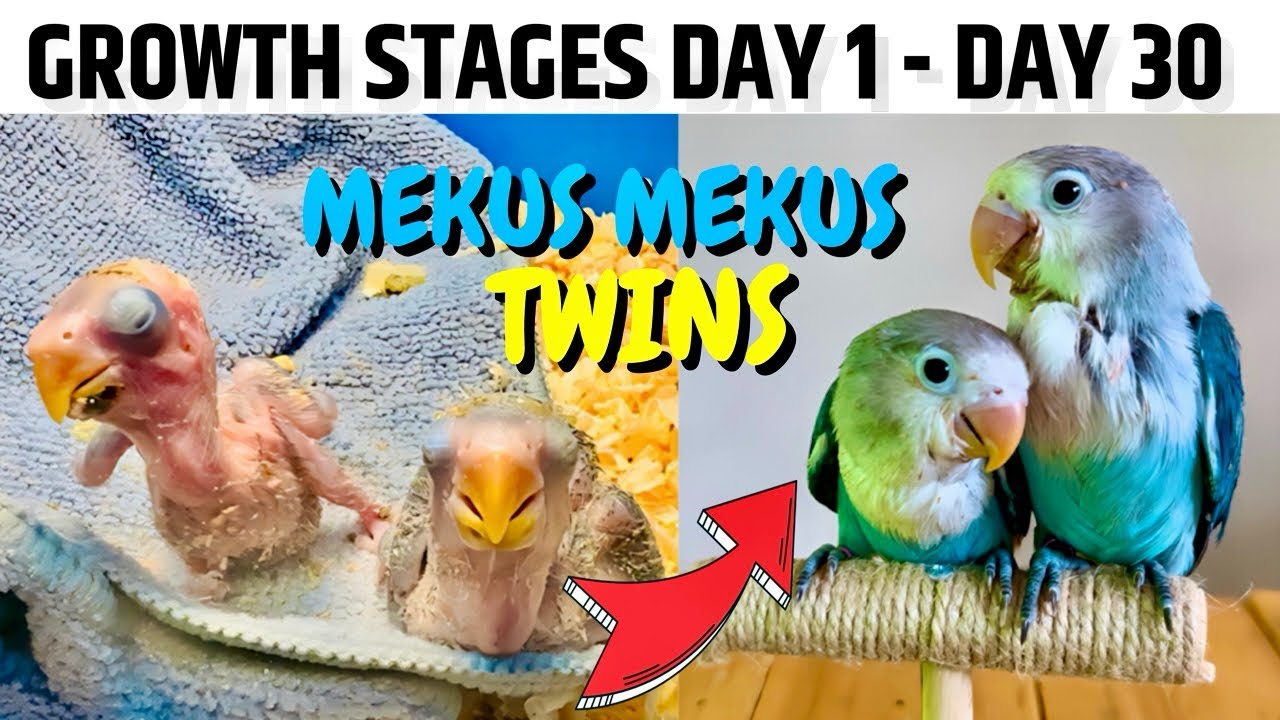 MEKUS MEKUS TWINS GROWTH STAGES | ALBS 2 BLUE SERIES - YouTube