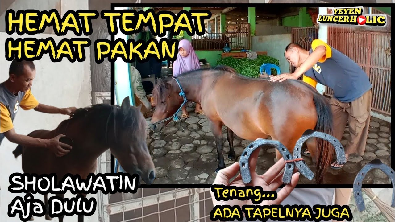Semakin Mini Kuda Semakin Mahal | Koleksi Kuda Mini KARISMA STABLE ...