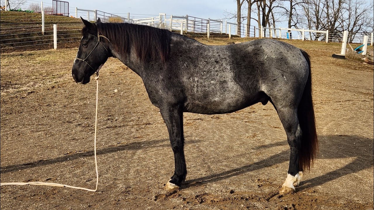 SOLD 17 hand blue roan gelding for sale - YouTube