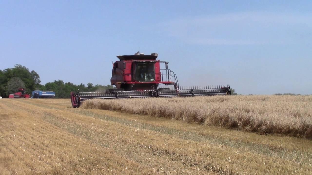 Case IH 9230 Tracked Combine Harvesting Wheat - YouTube