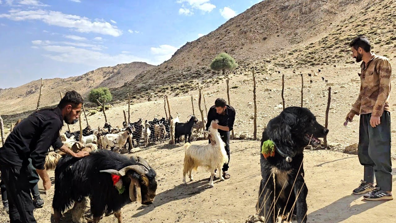 🐐 Nomadic life Iran: Buying native goats in the harshest conditions and ...