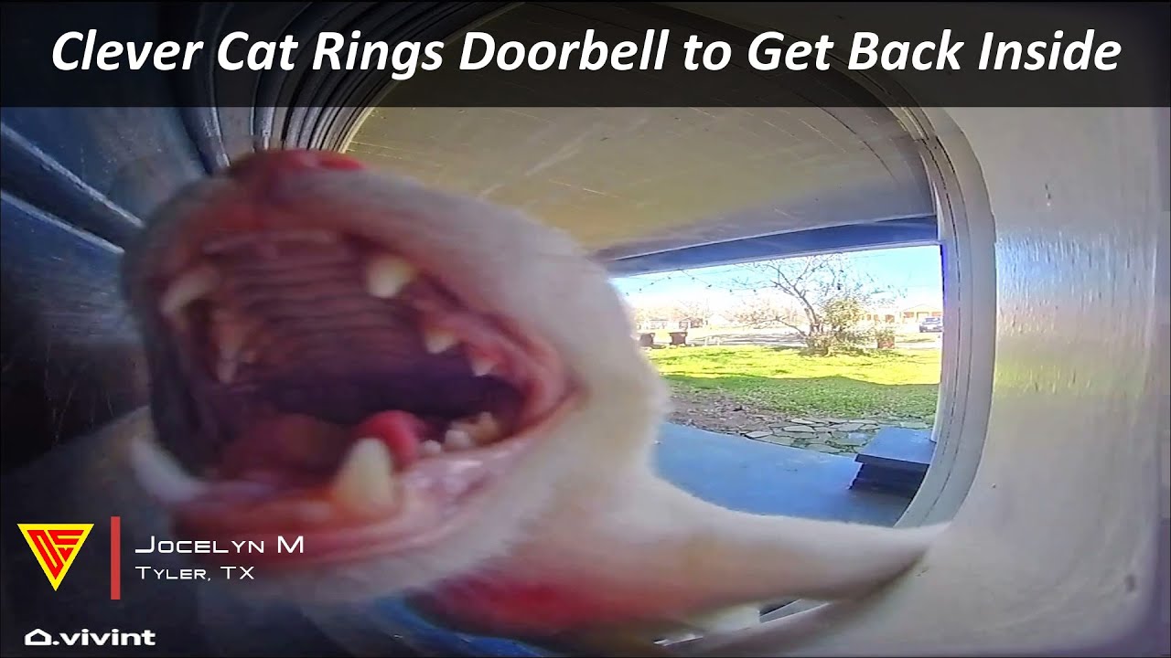 Feline Figures Out How to Ring Doorbell to Get Back In Caught on Vivint ...
