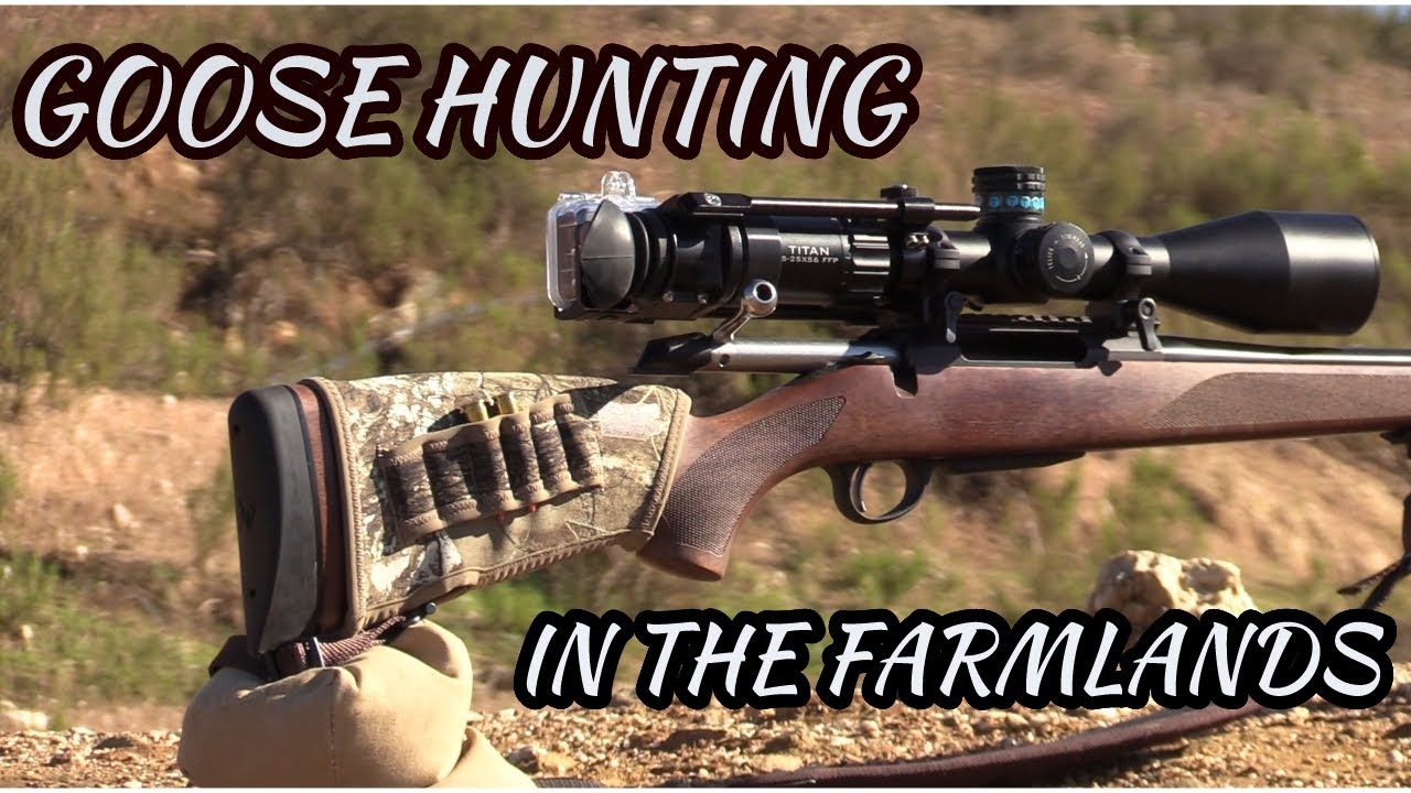 Goose hunting in the farmlands with friends - YouTube