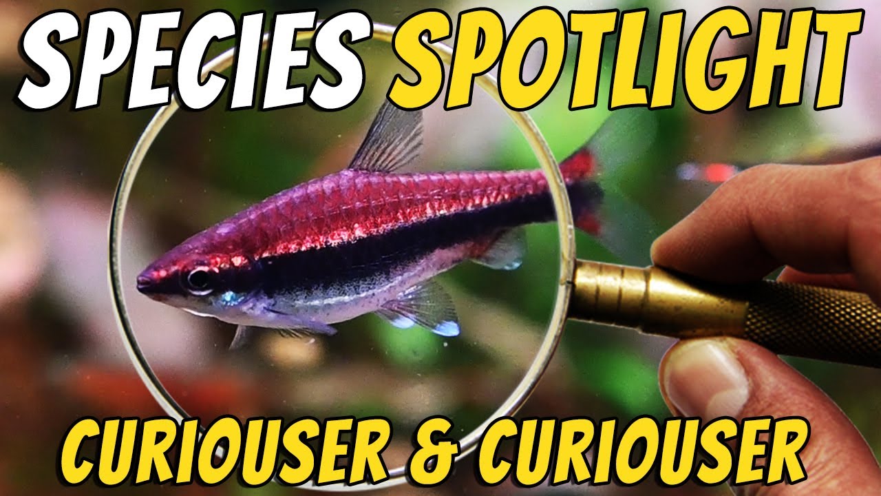Meet the Curious Beckford's Pencilfish - Nannostomus beckfordi - Also ...