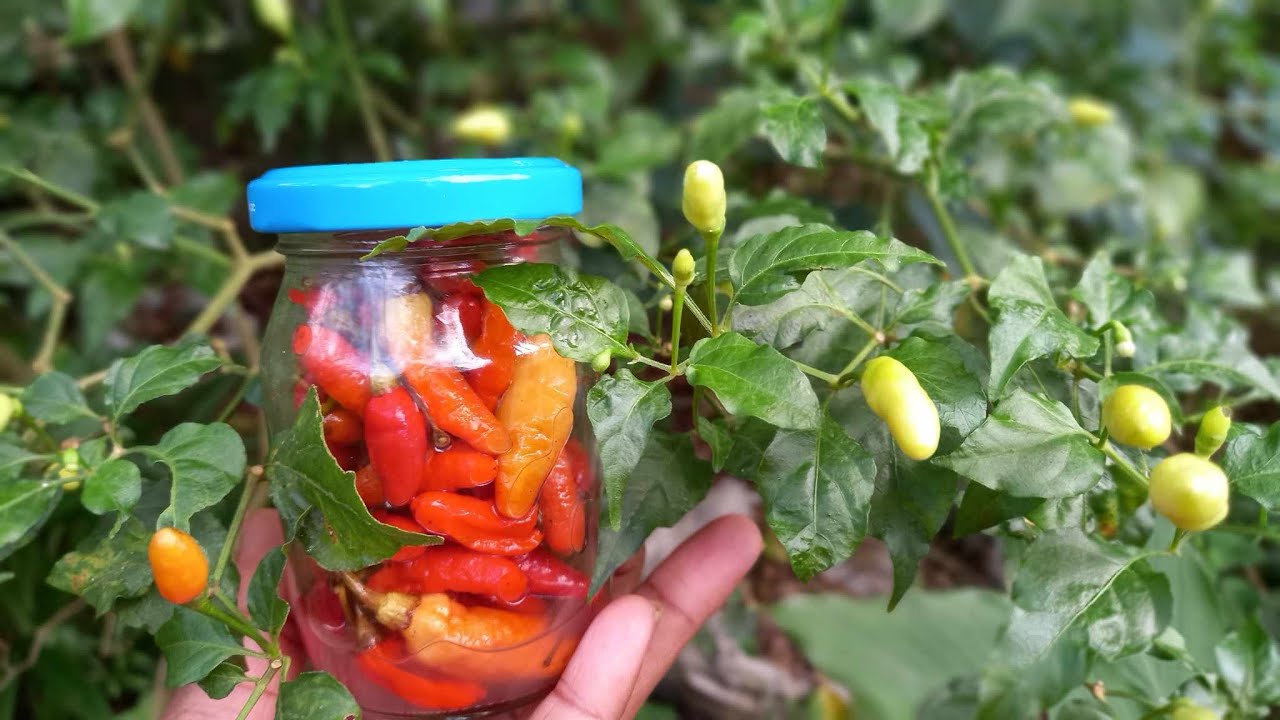 Preserved Chillies | Food Preservation | Gardening | How to Preserve ...