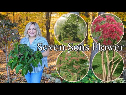 How To Grow Seven Sons Flower Tree