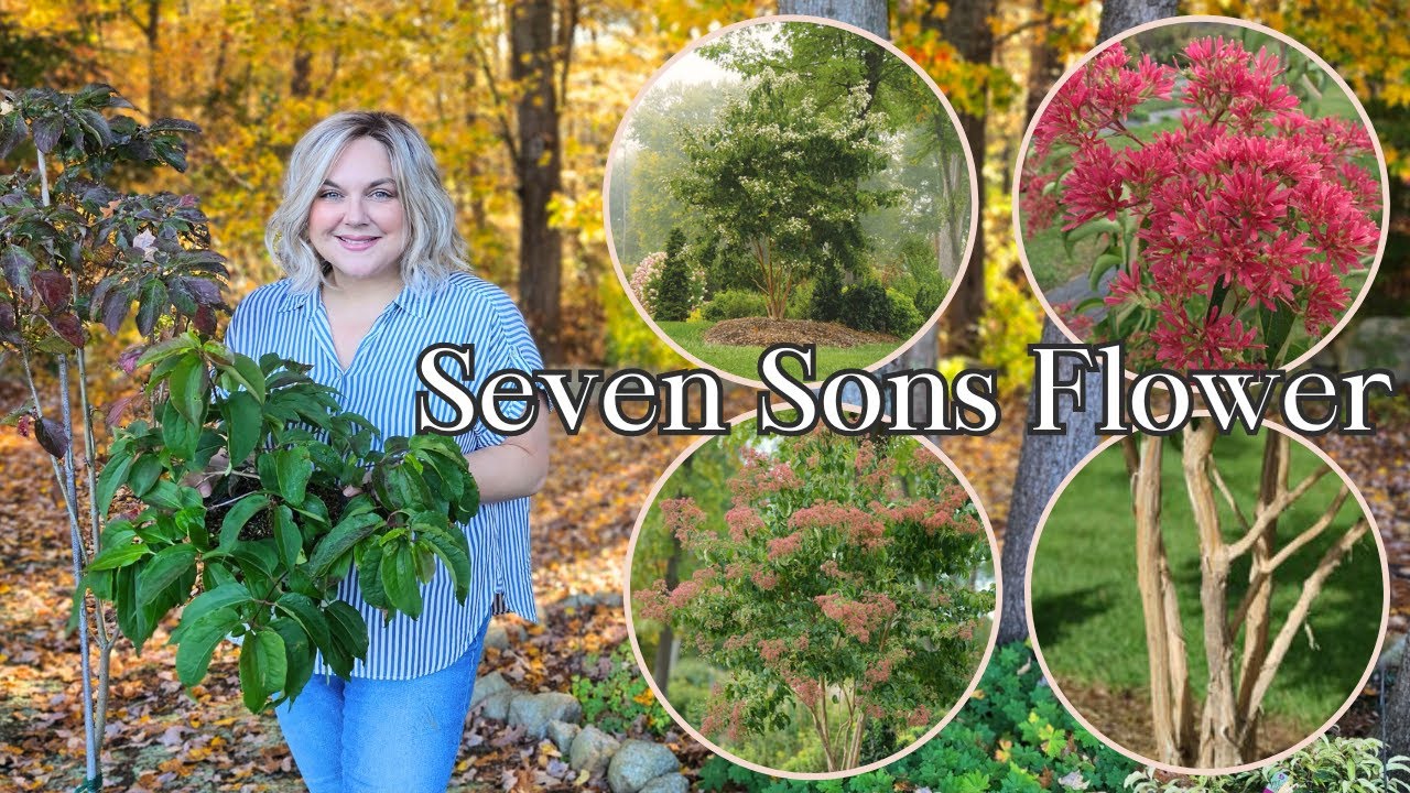 1 Shrub 4 Seasons of Beauty! Seven Sons Flower Temple of Bloom ...