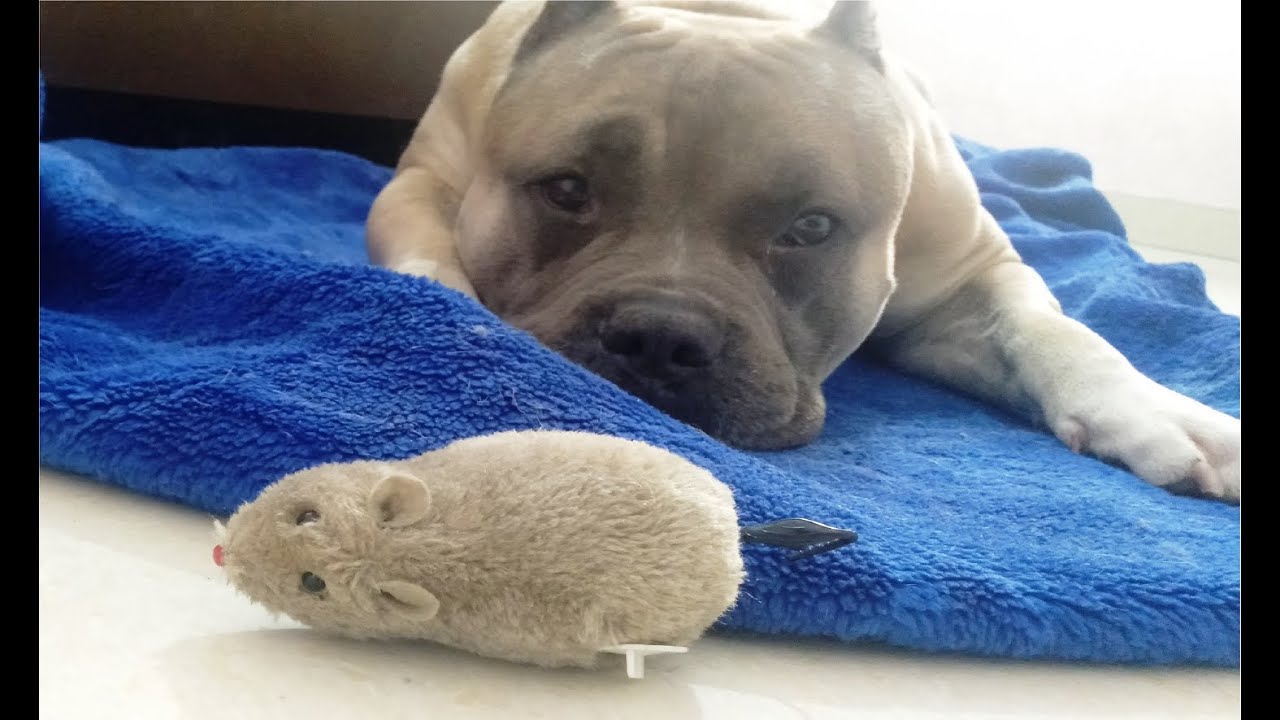 American Bully Bruno Attacks His Rat Toy - YouTube