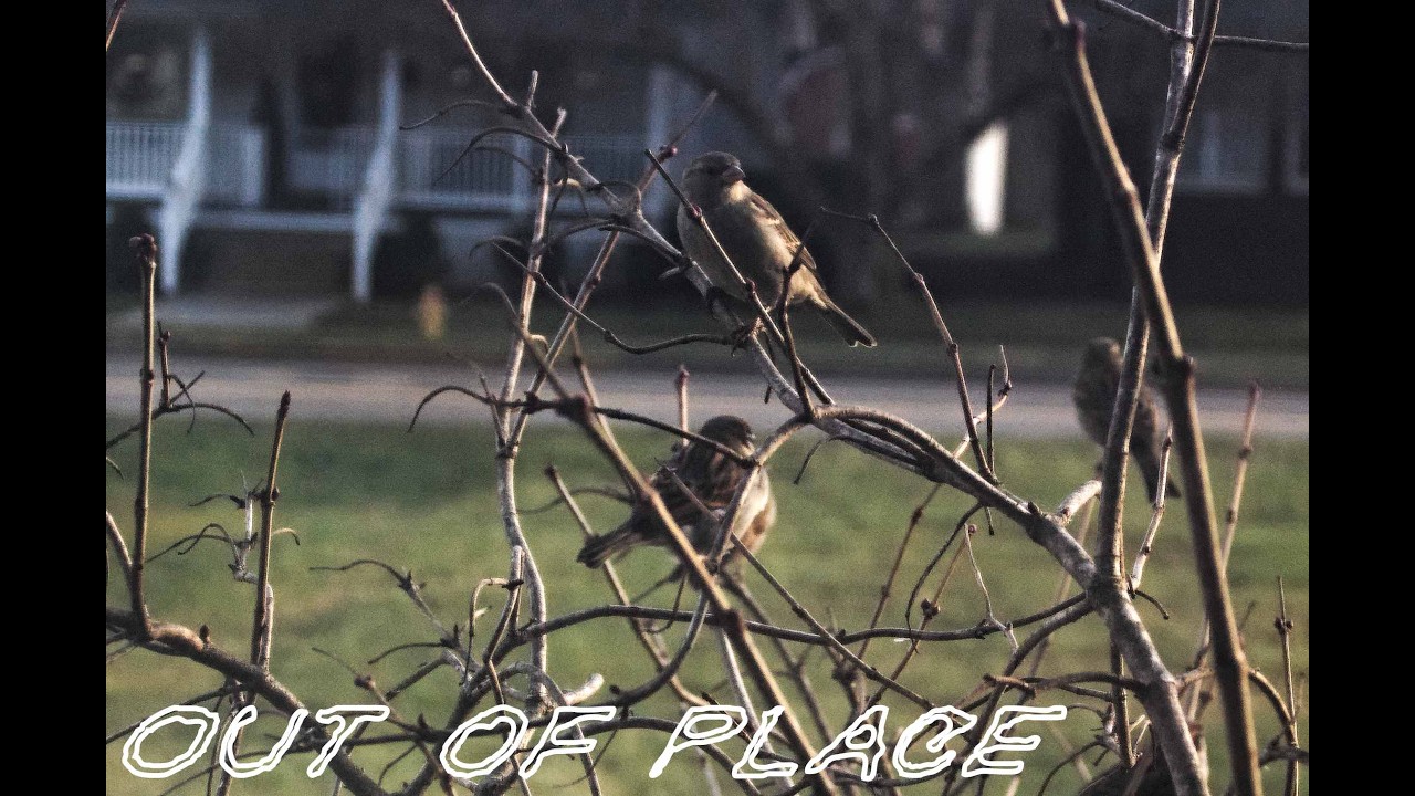 Out of Place by Mastoid Process - YouTube