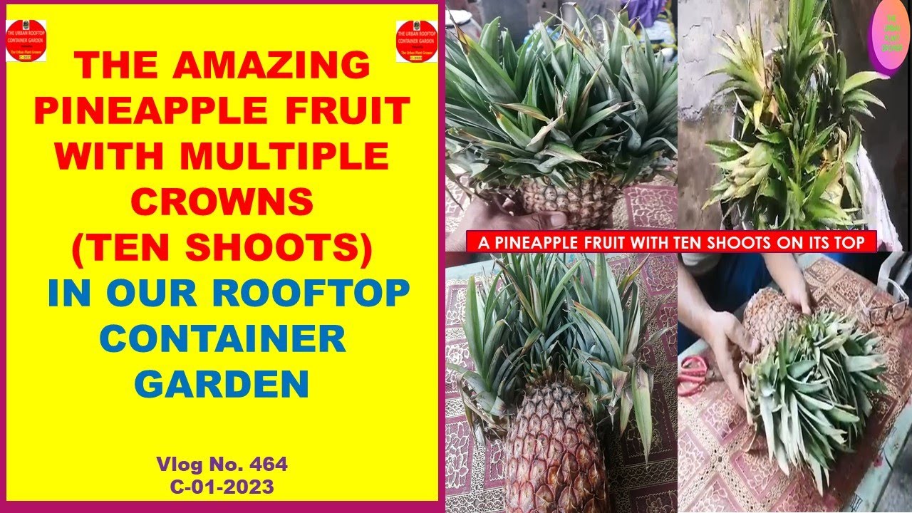 The Amazing Pineapple Fruit With Multiple Crowns (Ten Shoots) In Our ...