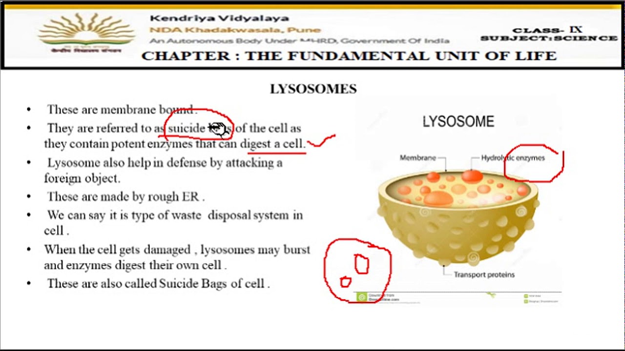 CLASS 9 CHAPTER CELL VIDEO 4 YouTube class-9-chapter-cell-video-4-youtube