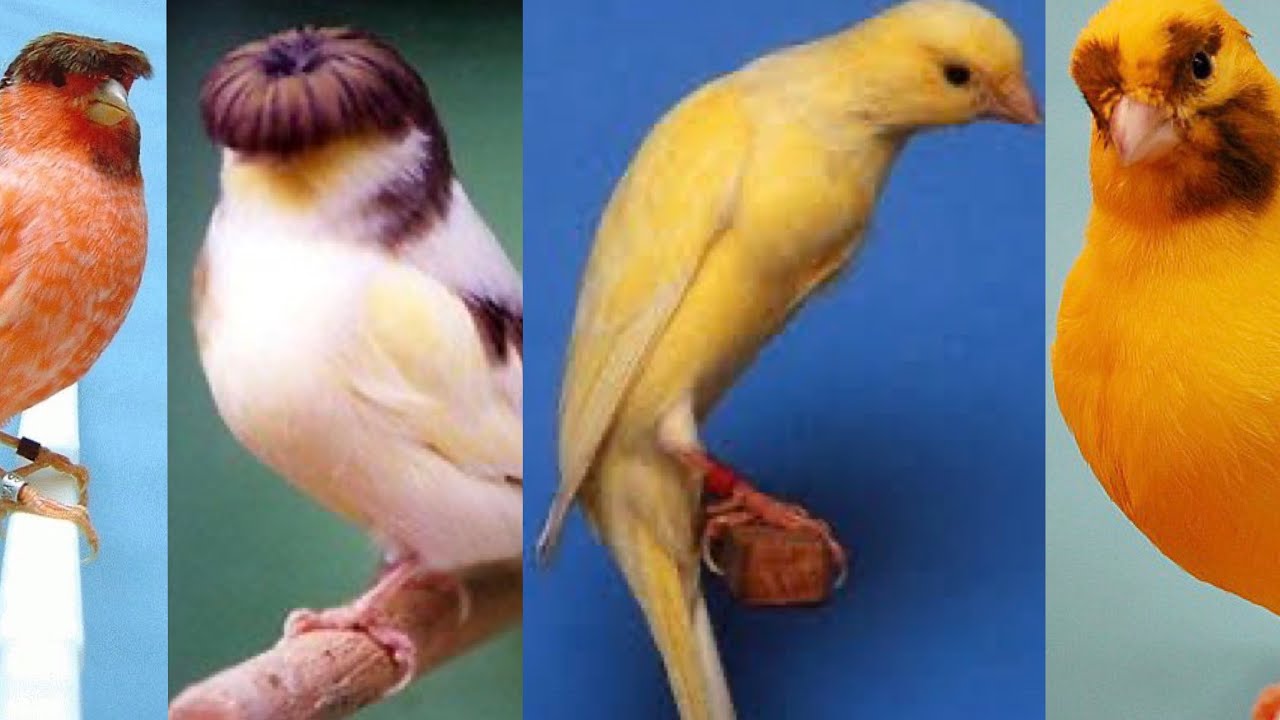 My canary collection part 1 - YouTube