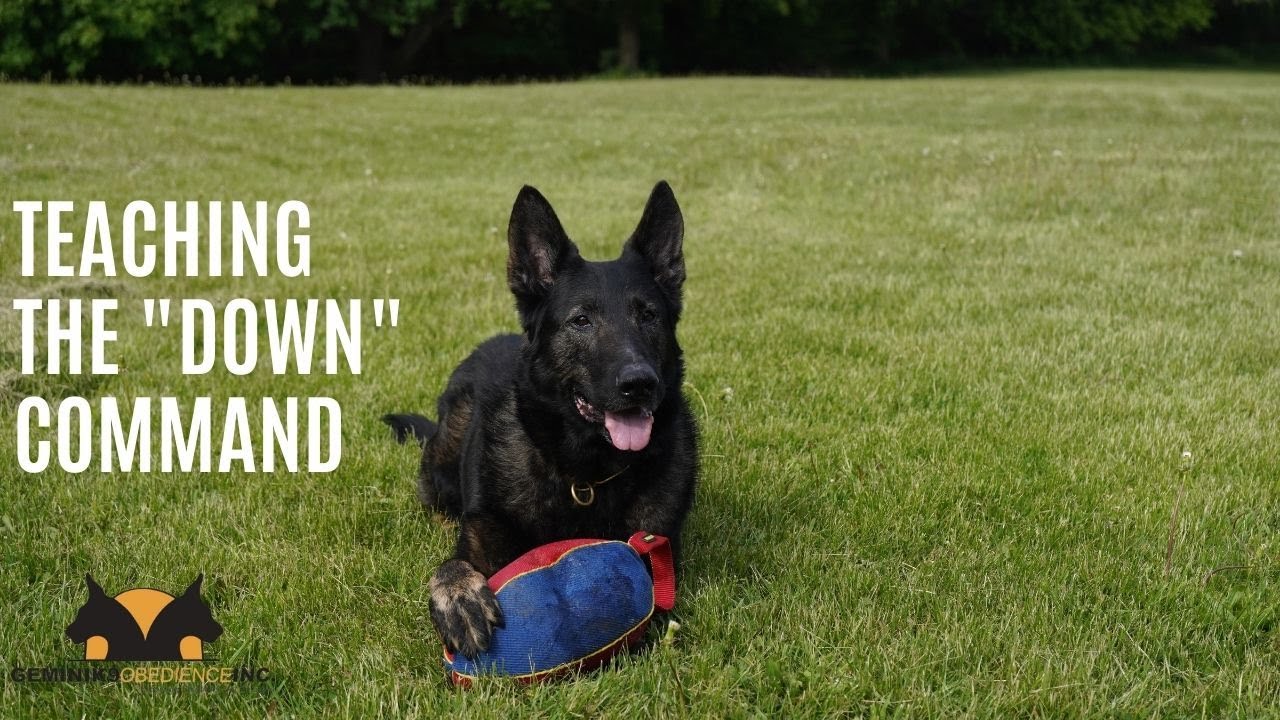 Teaching your dog the "down" command for beginners - YouTube