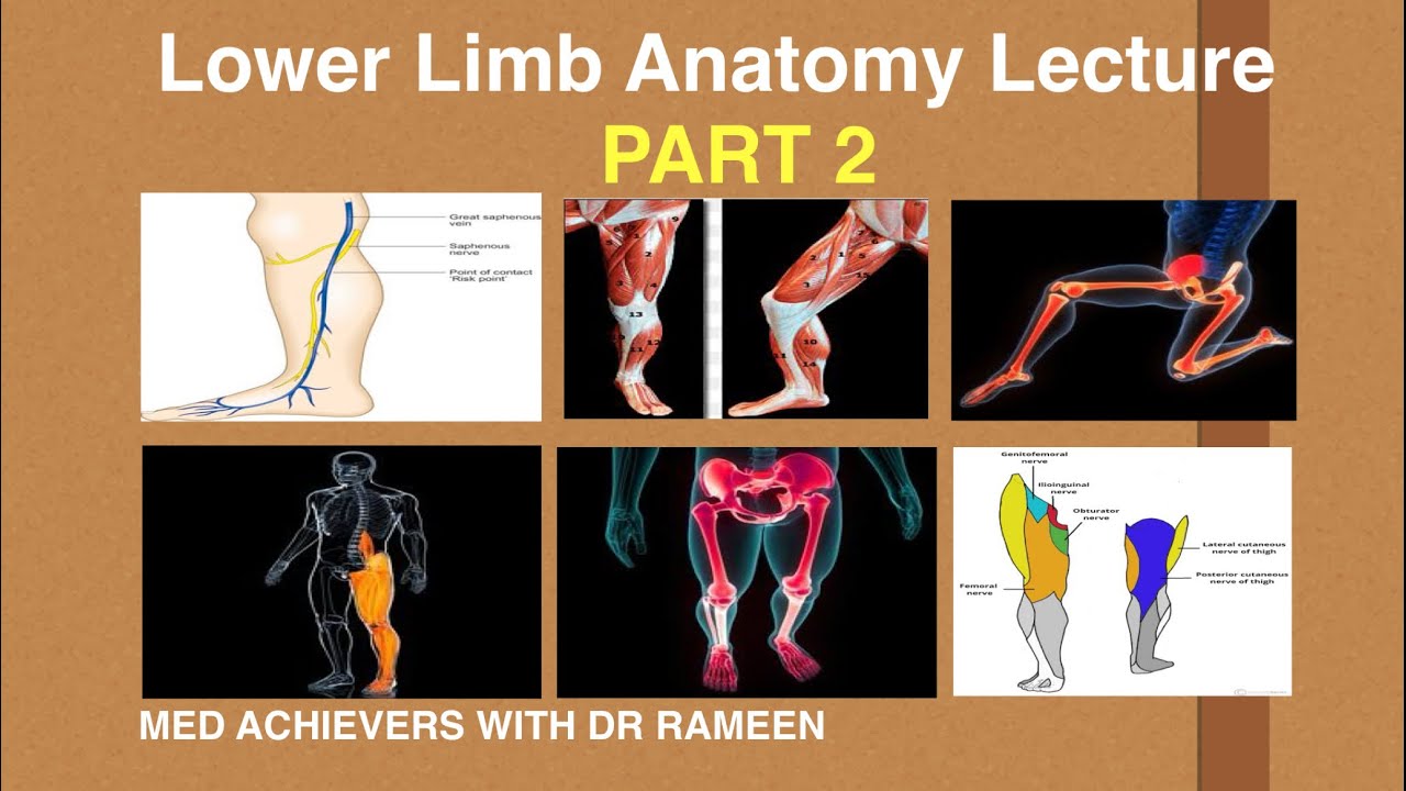 Lower Limb Anatomy Lecture Part 2 (FCPS 1) - YouTube
