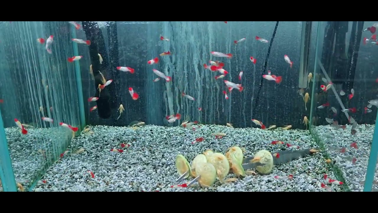 Pretty Small Fish Water Tank - YouTube