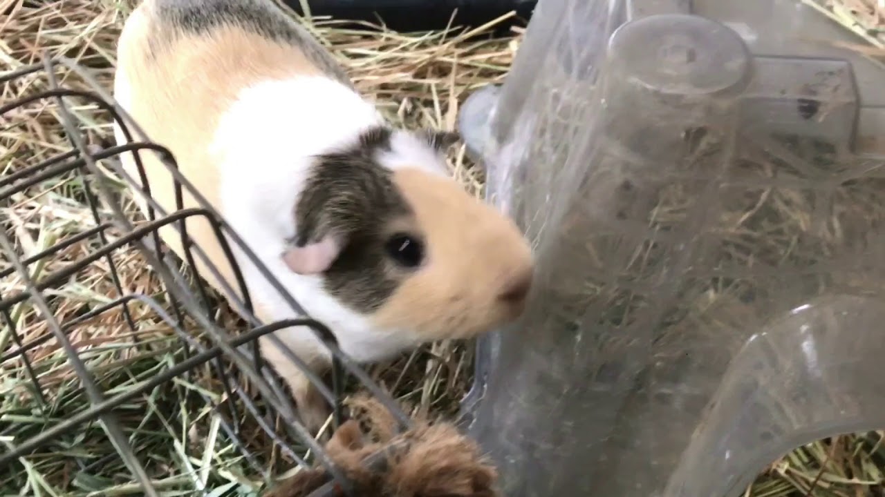 GUINEA PIG SHED TOUR! - YouTube