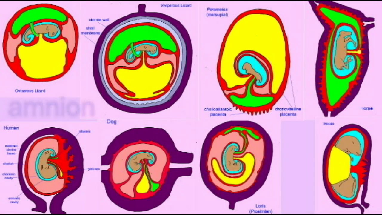 reproducción en reptiles - YouTube