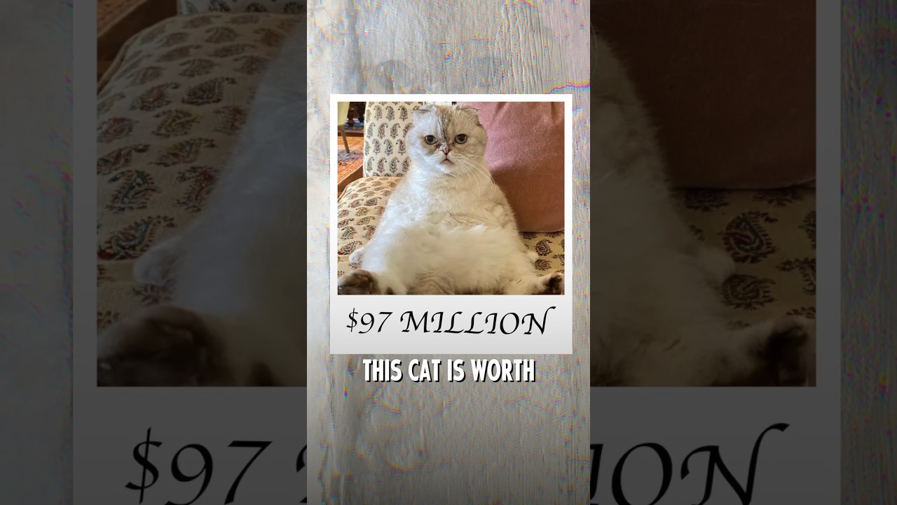 World’s Richest Cat - YouTube