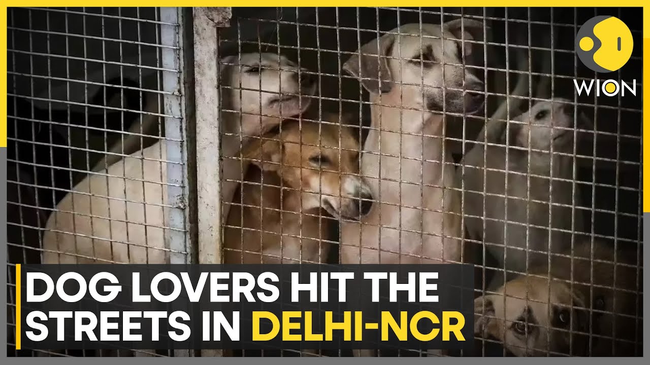 SC Order On Stray Dogs: 'Will Be Implemented Within 6 Weeks' | Order ...