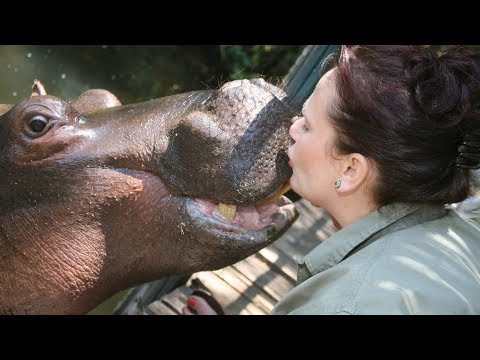Jessica The House Hippo