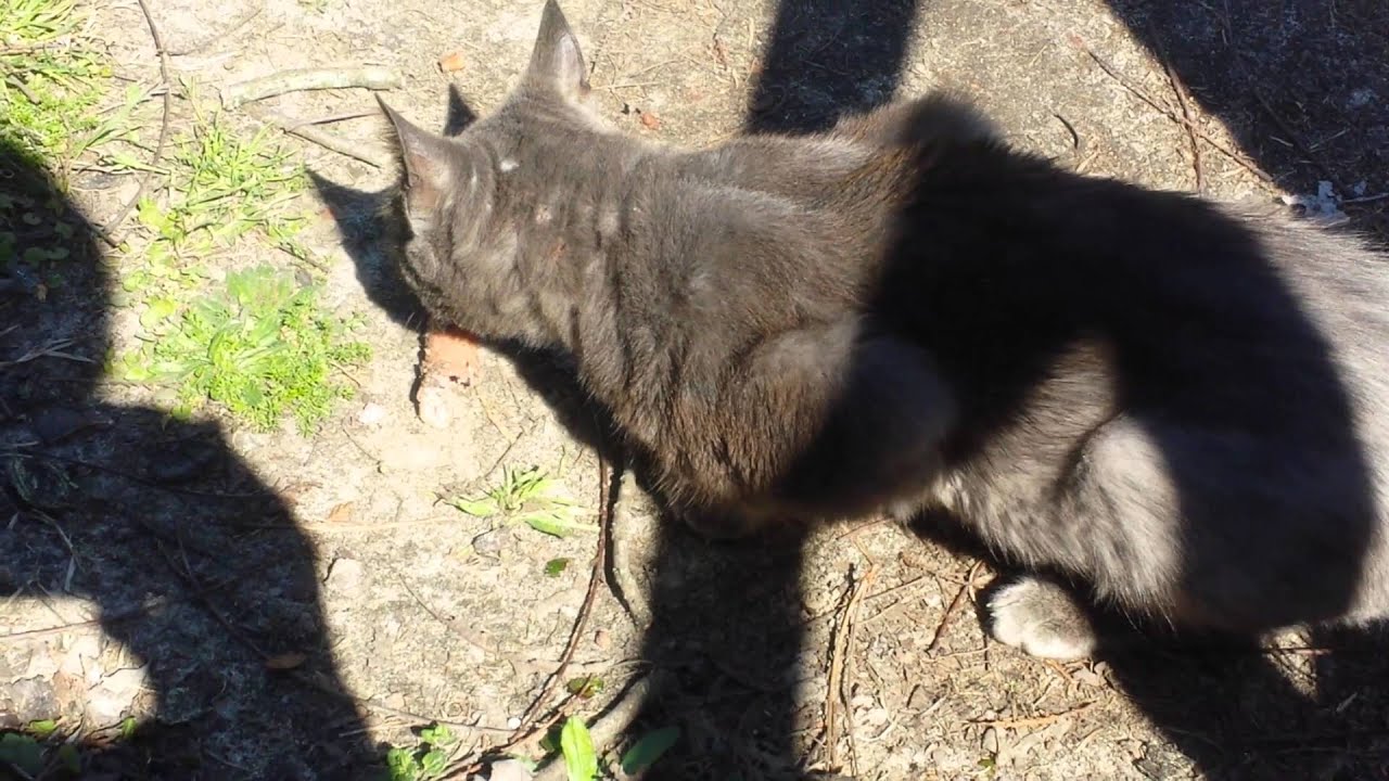 THIS POOR CAT LOOKS HORRIBLE! - YouTube