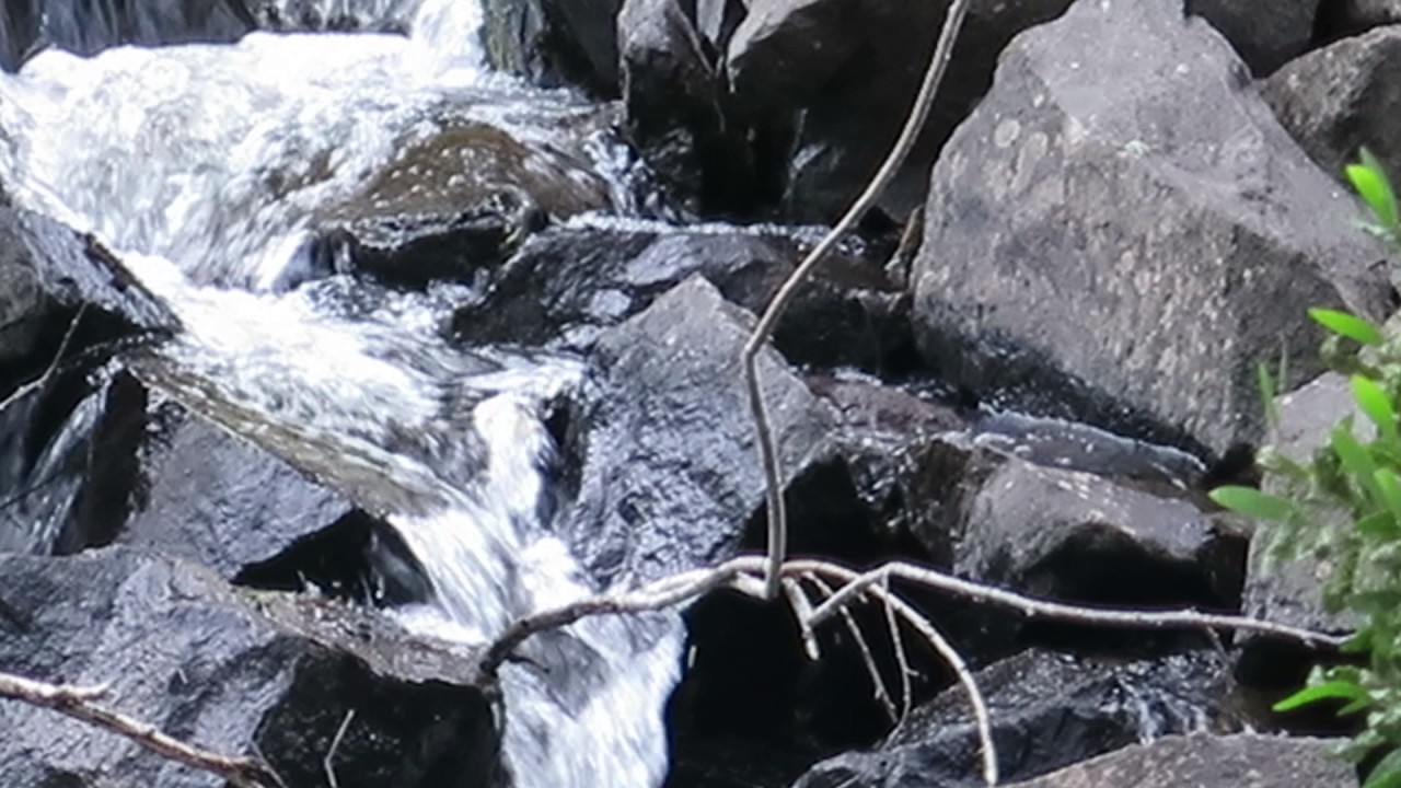 Platypus climbing rocks to get upstream in Tyenna River, Tasmania ...