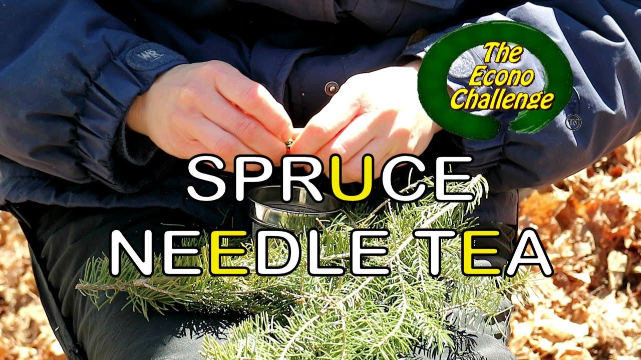 Spruce Needle Tea – Econo Challenge - YouTube