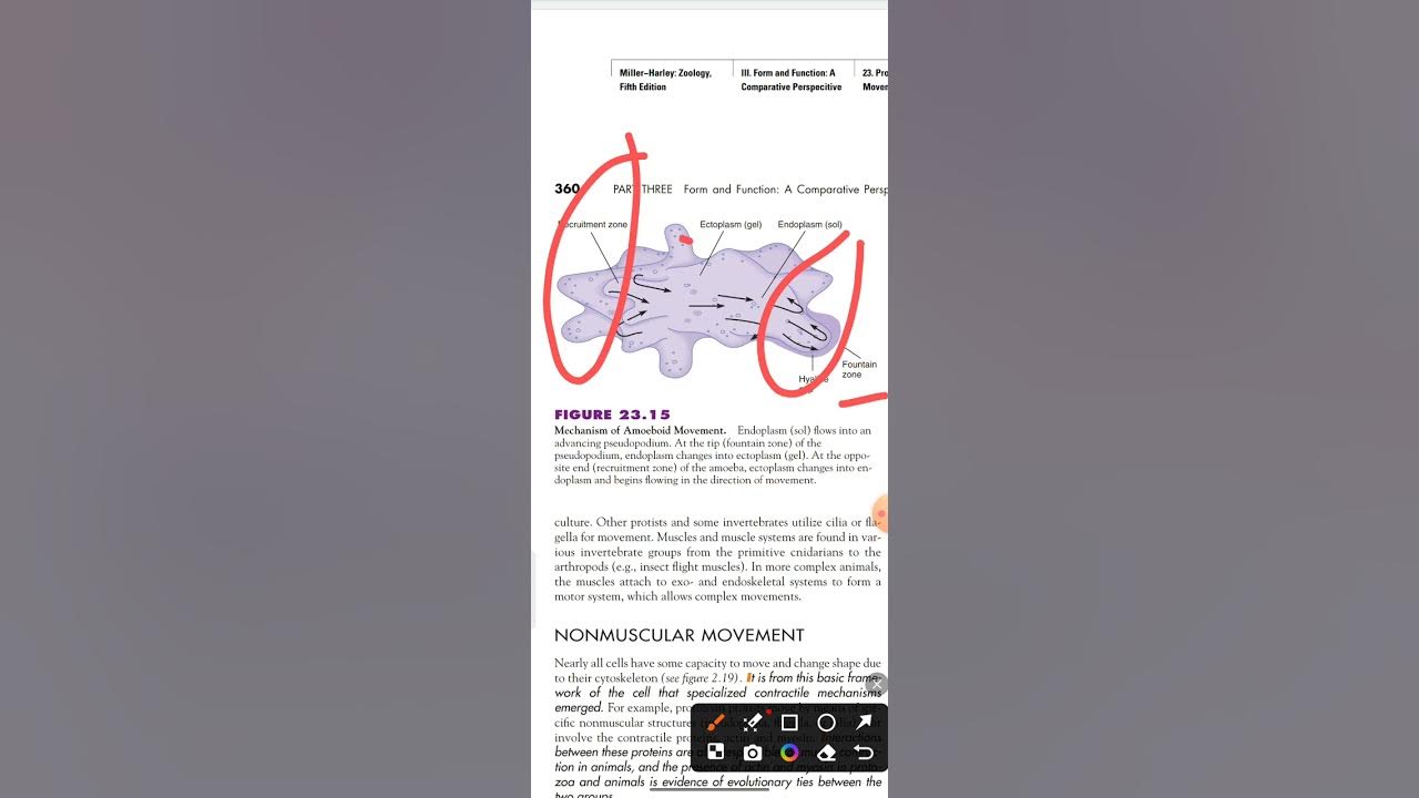 Animal form and function lecture 5 b - YouTube