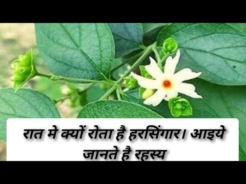 parijatak ( har shringaar) kyu rota hai rat me? parijat ke fayde ...