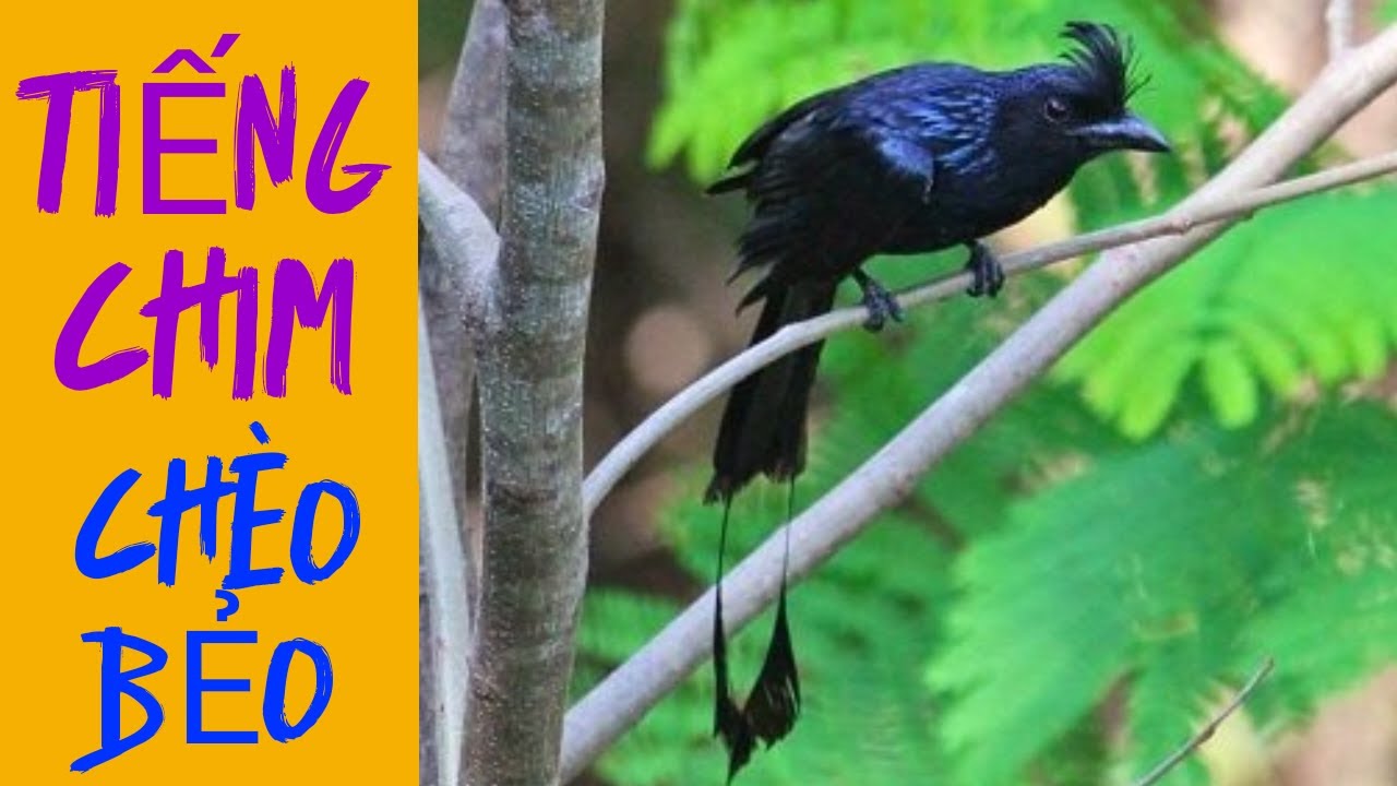 Tiếng Chim Chèo Bẻo KÊU CHUẨN - YouTube