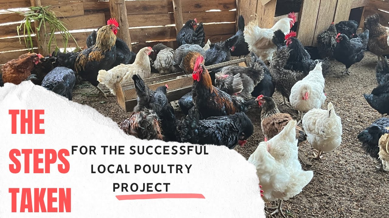 The Steps Taken For The Successful Local Poultry Project. #localpoultry ...