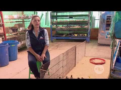 Condiciones manejo del pato recién nacido | La Finca de Hoy