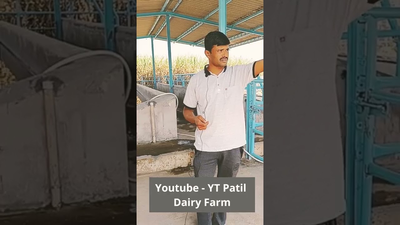 YT Patil Dairy Farm चा १०० जनावरांचा गोठा. - YouTube