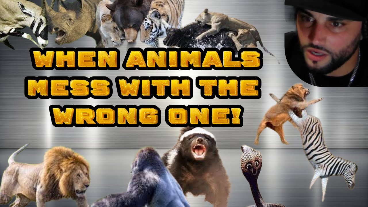 ANIMALS MESS WITH THE WRONG ONE REACTION - YouTube