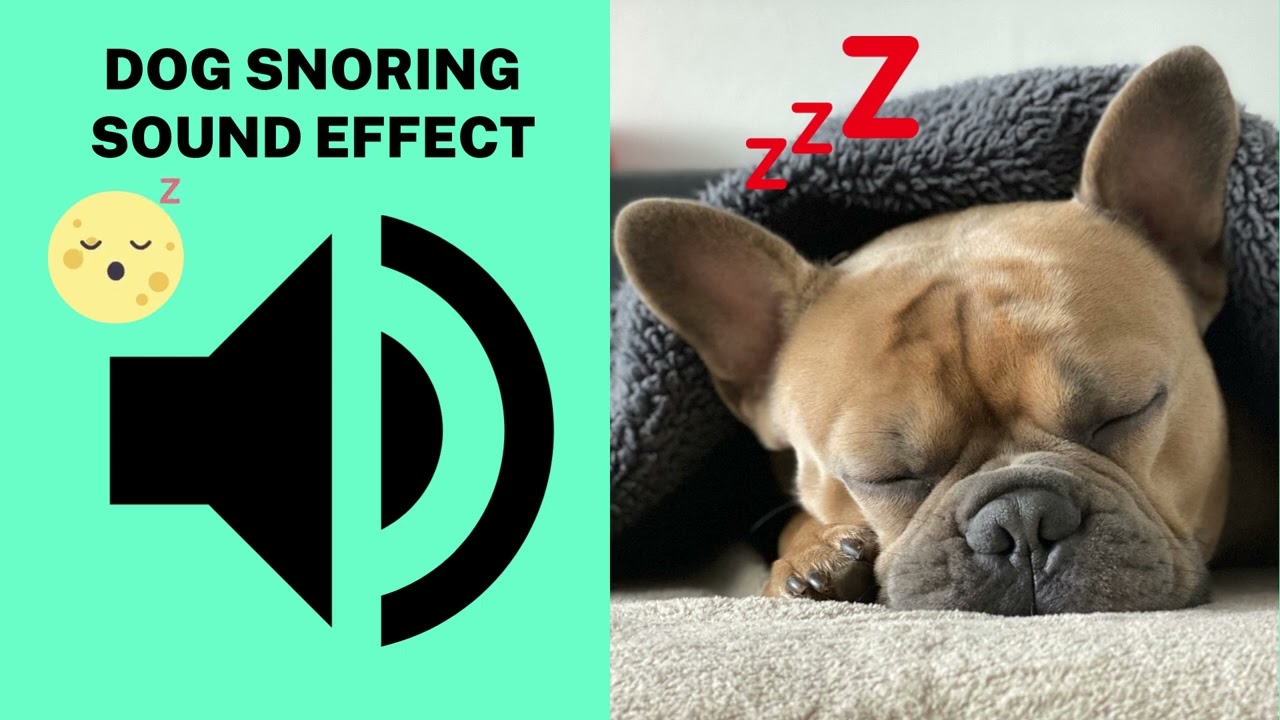 Dog Snoring Sound Effect - YouTube