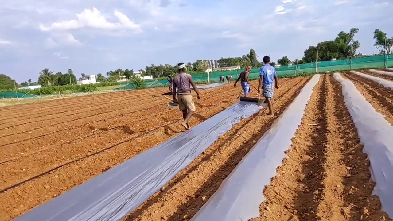 Mulching paper installation jugaad | tomato farming in India | Israel ...