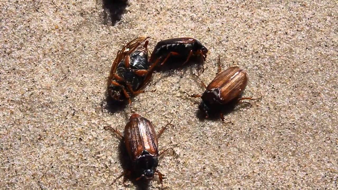 Grambuolys Nidoje - YouTube