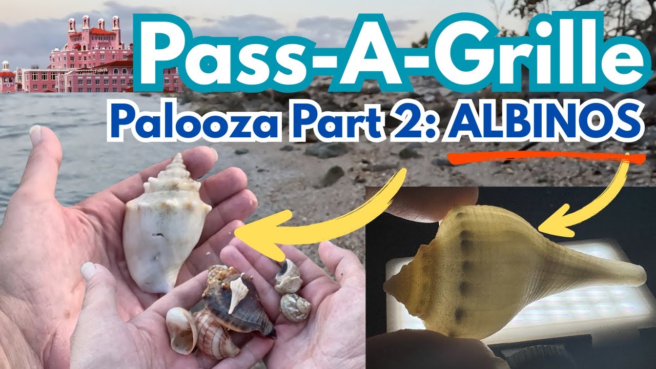 EPIC ALBINO Shell Haul! | Can't believe the SHELLING at Pass a Grille ...