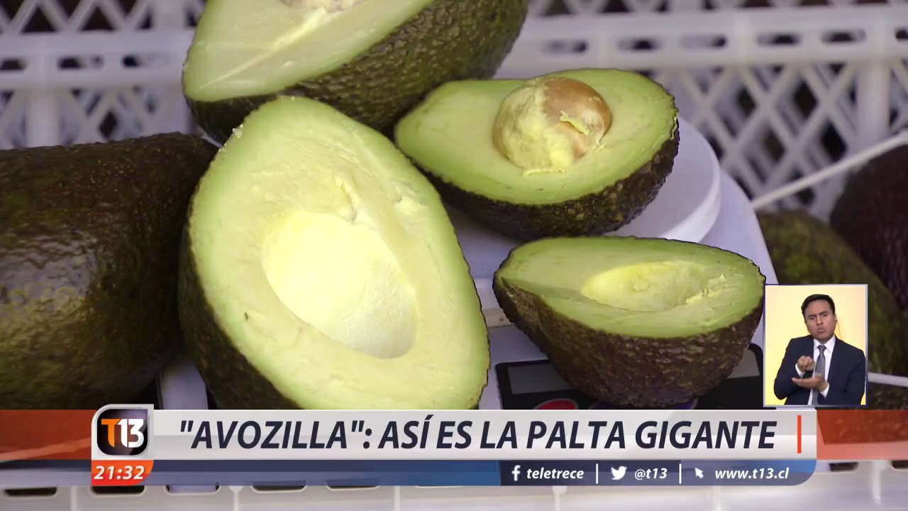 "Avozilla": Así es la palta gigante - YouTube